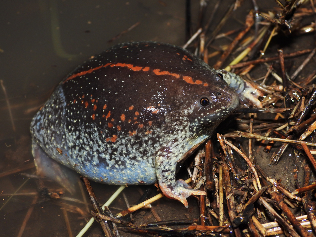 Mexican Burrowing Toad (Lago de Apanás-Asturias, Jinotega, Nicaragua ...