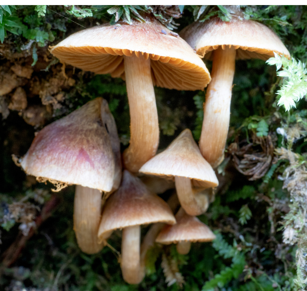 Webcaps from Pelorus Bridge 7192, New Zealand on June 20, 2024 at 03:39 ...