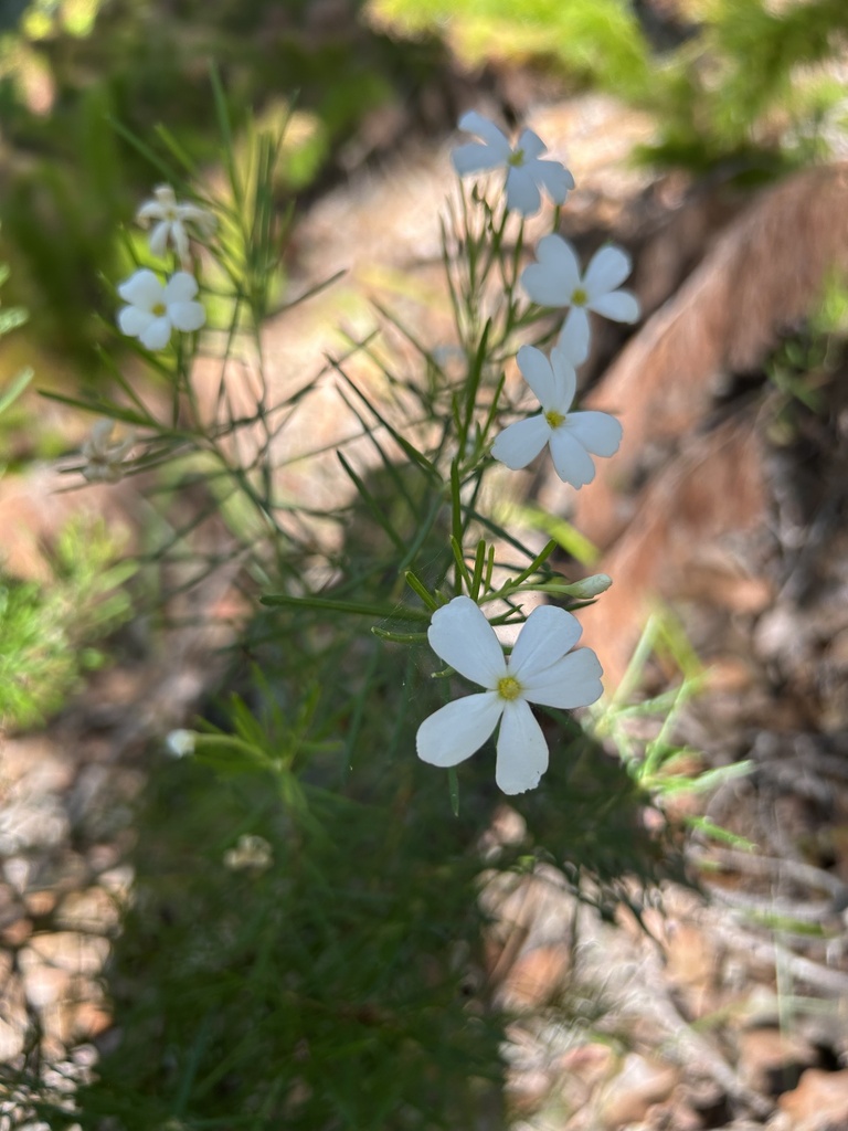 Wedding Bush from K'Gari (Fraser Island) Recreation Area, Eurong, QLD ...