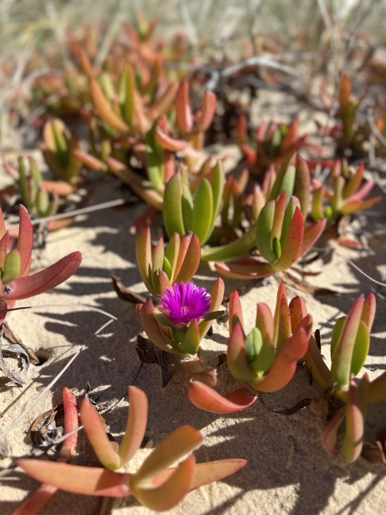 sea figs from K'Gari (Fraser Island) Recreation Area, Eurong, QLD, AU ...