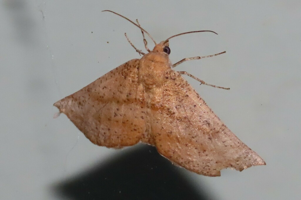 Autumn Gum Moth from Coomba Park NSW 2428, Australia on June 20, 2024 ...