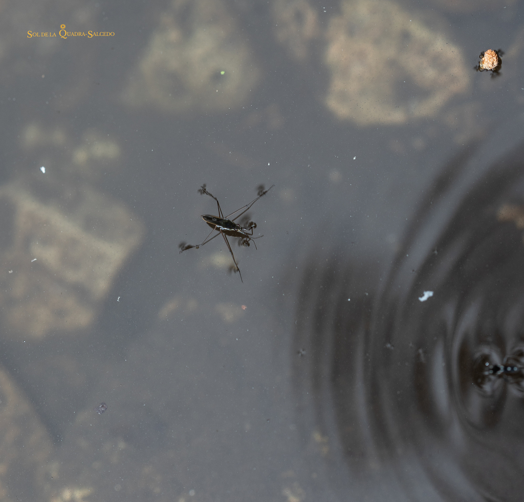 Winged and Once-winged Insects from Madrid, España on June 18, 2024 at ...