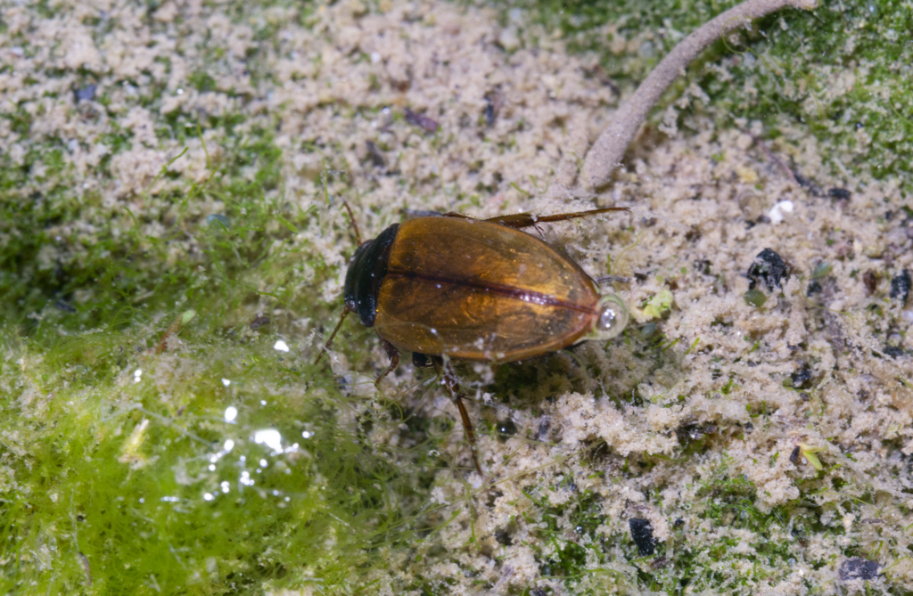 Agabus in June 2024 by zzc · iNaturalist