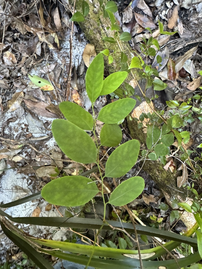 Breynia from K'Gari (Fraser Island) Recreation Area, Eurong, QLD, AU on ...