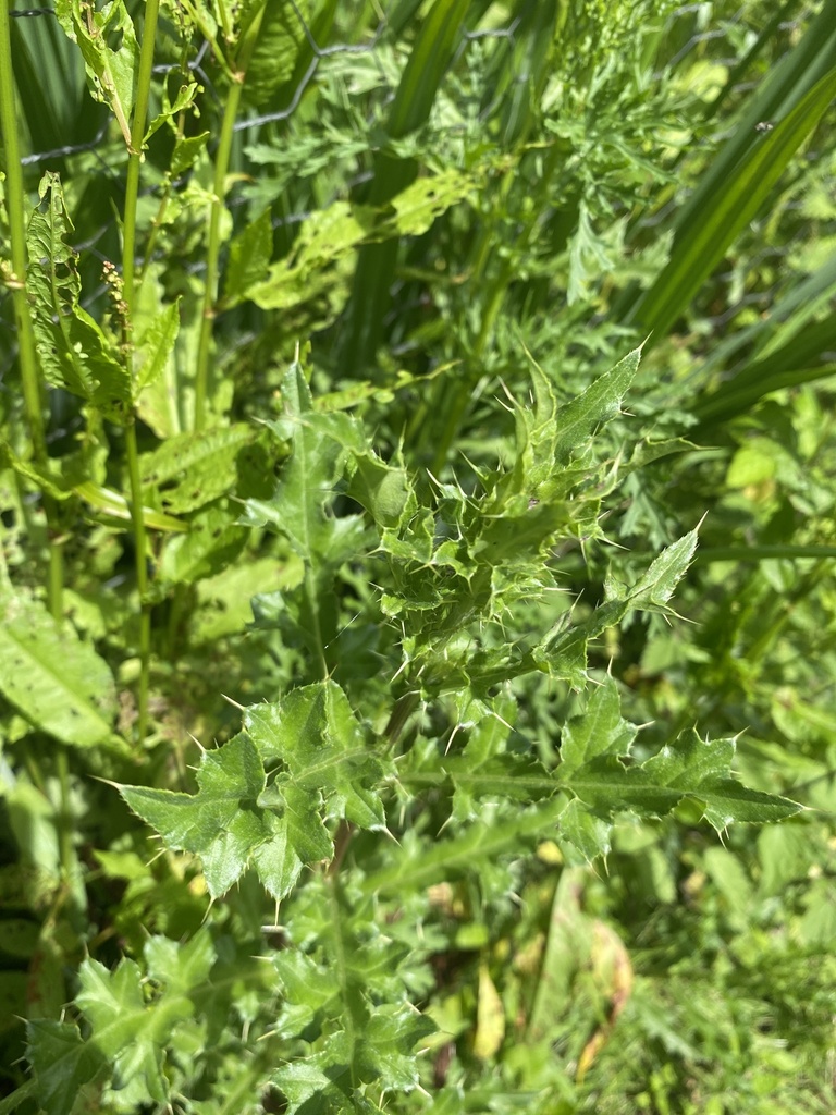 creeping thistle from Askham Bryan College, York, England, GB on June ...