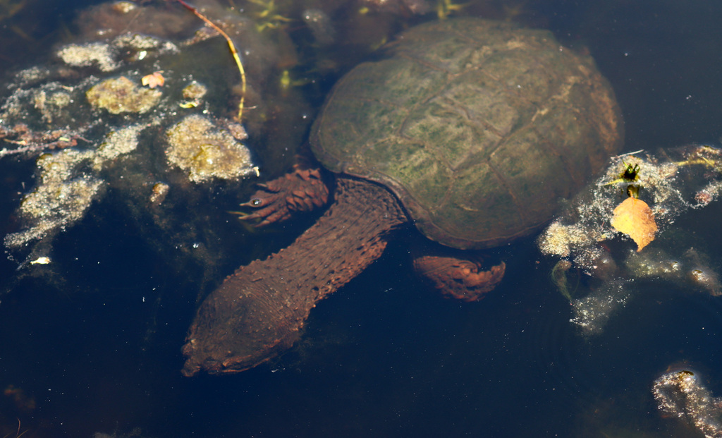 Common Snapping Turtle from East Quogue, NY, USA on June 19, 2024 at 02 ...
