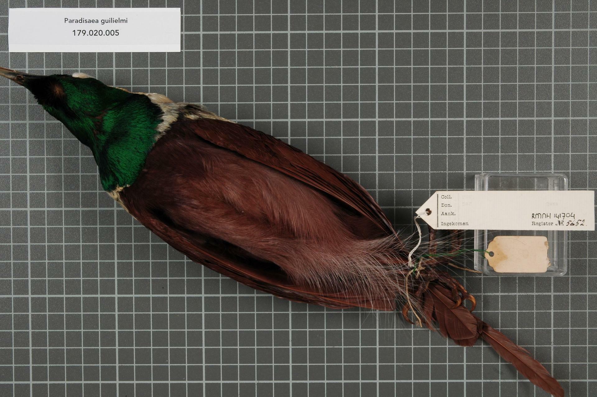 Emperor Bird Of Paradise 232 Paradisaeidae Stock Photos, High Res