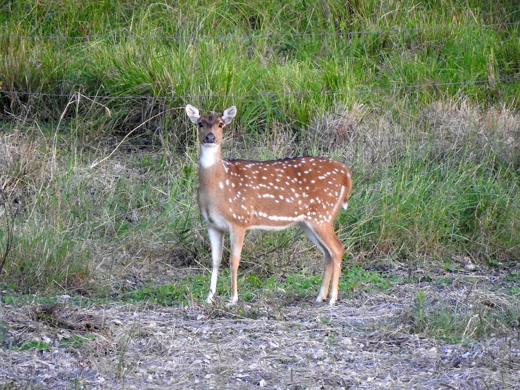 Chital from Lower Wonga QLD 4570, Australia on May 23, 2019 by Allan ...