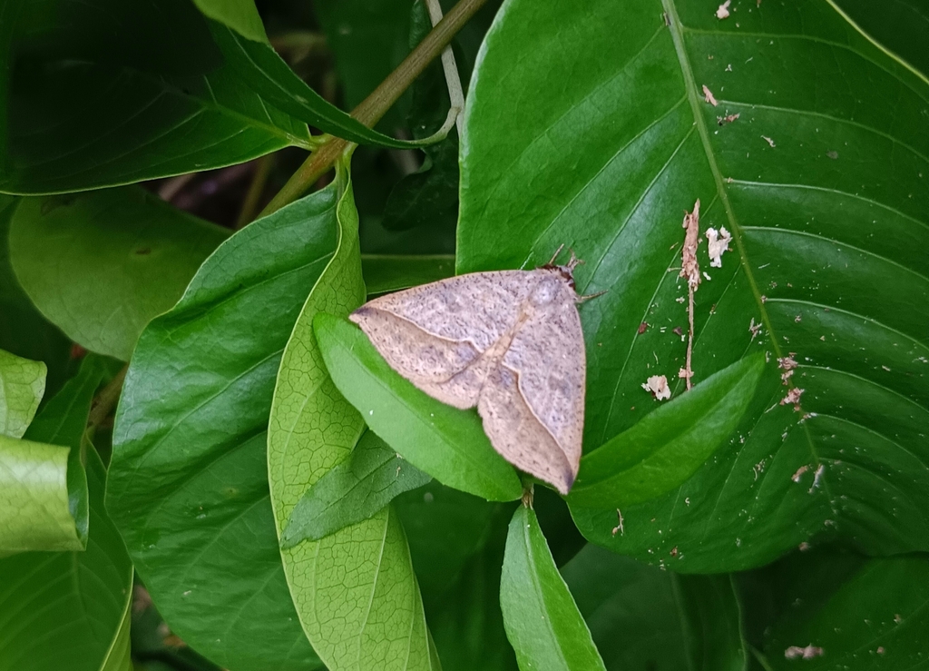 Dierna patibulum from Q8Q3+MRV, Cherthala, Kodamthuruth, Kerala 688540 ...