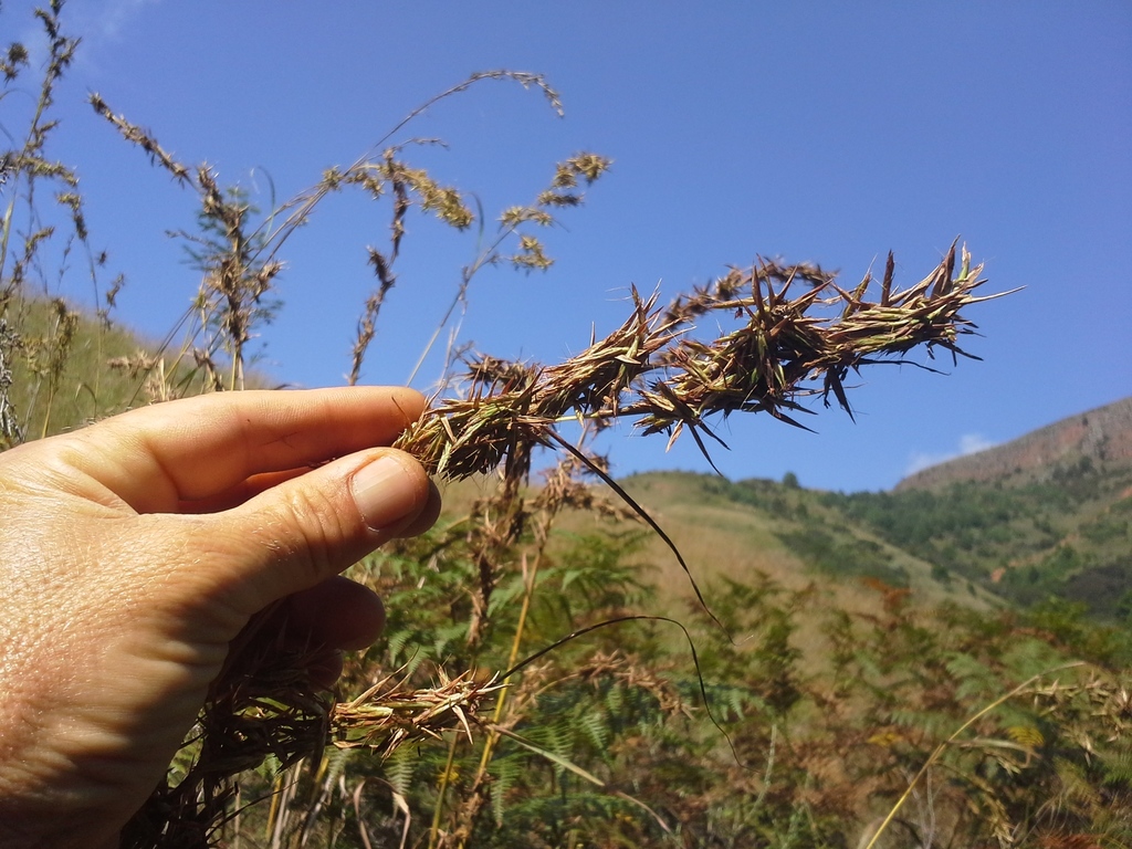 Broad-leaved Turpentine Grass from Ehlanzeni, South Africa on April 1 ...