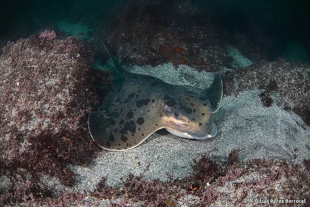 Kite Ray from Inatori, Izu Peninsula, Japan on April 5, 2024 at 12:58 ...