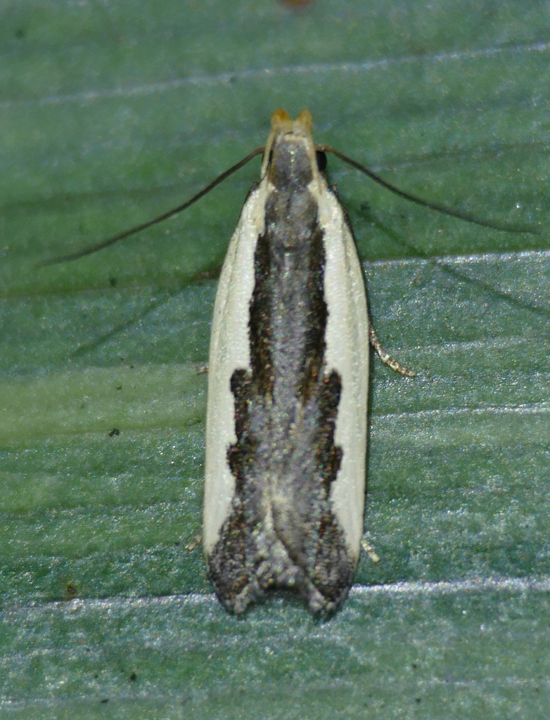 Toothed Dichomeris Moth (Curved-horn moths of Texas: Gelechioidea ...