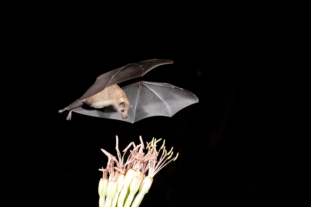 Lesser Long-nosed Bat (Leptonycteris yerbabuenae) - Know Your Mammals