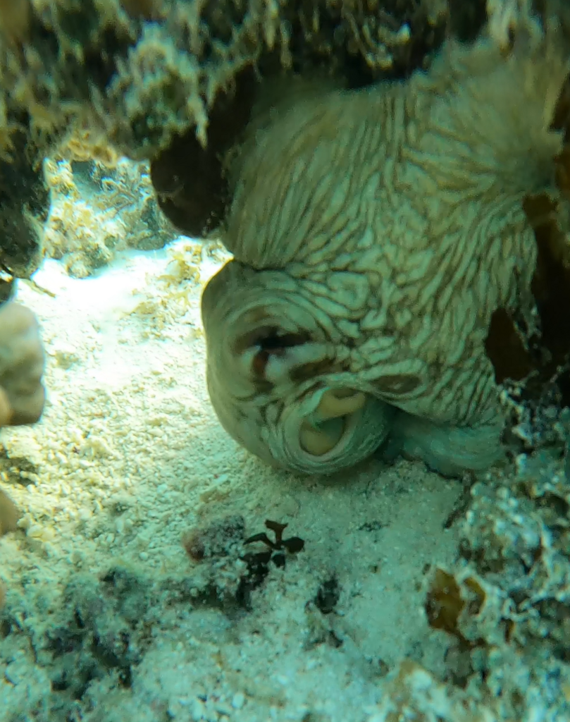 Octopus from Exmouth, WA, Australia on June 14, 2024 at 10:28 PM by ...