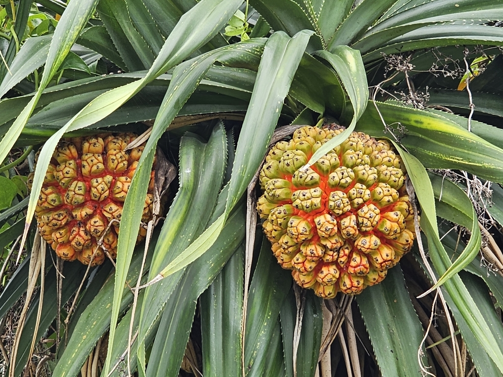 Screw-pine (Pandanus odorifer) - Botanical Realm