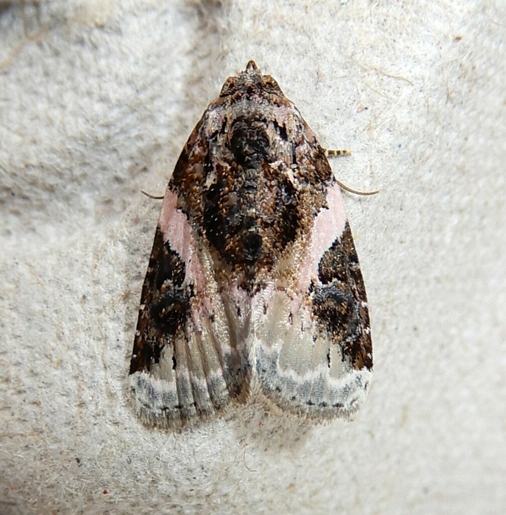 Pink-barred Pseudeustrotia Moth from Home, Sarnia, ON, Canada on June ...