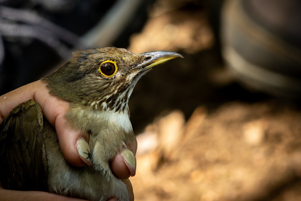White-throated Thrush from Cuernavaca, Mor., México on June 15, 2024 at ...