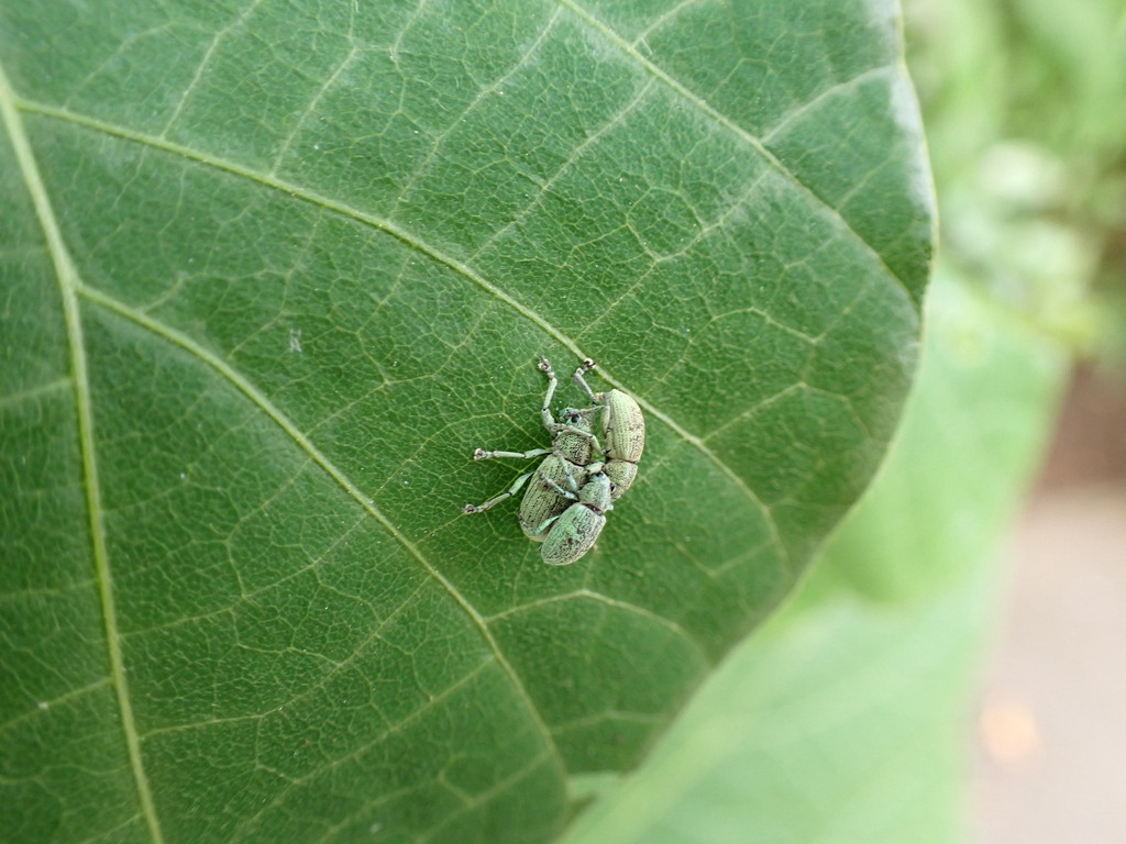 Eugnathus distinctus from Hirosawa, Wako, Saitama 351-0106, Japan on ...
