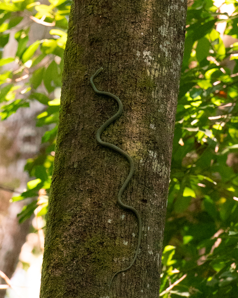Paradise Flying Snake from Kuching, Sarawak, Malaysia on June 15, 2024 ...