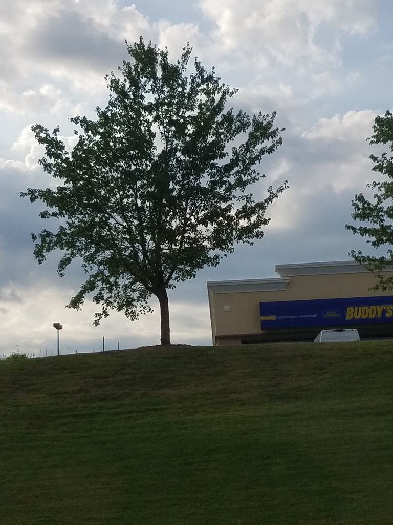 rock elm from Alabaster, AL, USA on May 23, 2019 at 07:34 AM by ...