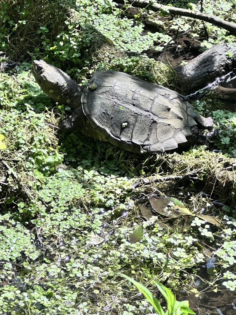 Common Snapping Turtle from Middlesex Ave, Metuchen, NJ, US on June 20 ...