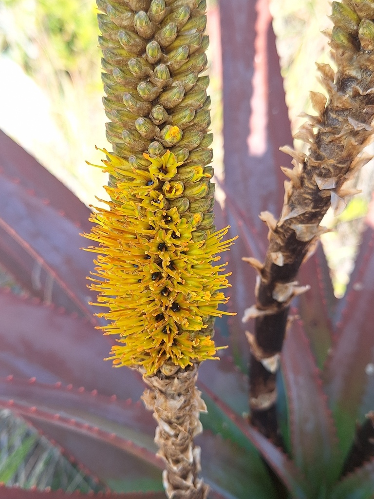 Lebombo Aloe from Ehlanzeni District Municipality, South Africa on June ...