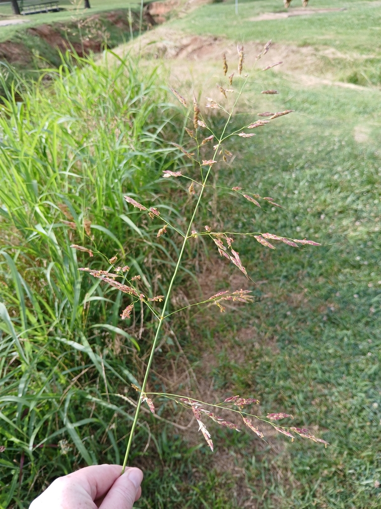 Johnson grass from Norman, OK 73071, USA on June 20, 2024 at 08:53 AM ...