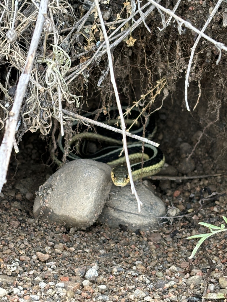 Common Garter Snake from St. Lawrence Islands, CA-ON-WB, CA-ON, CA on ...