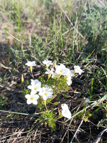 Observations by esterboot · iNaturalist