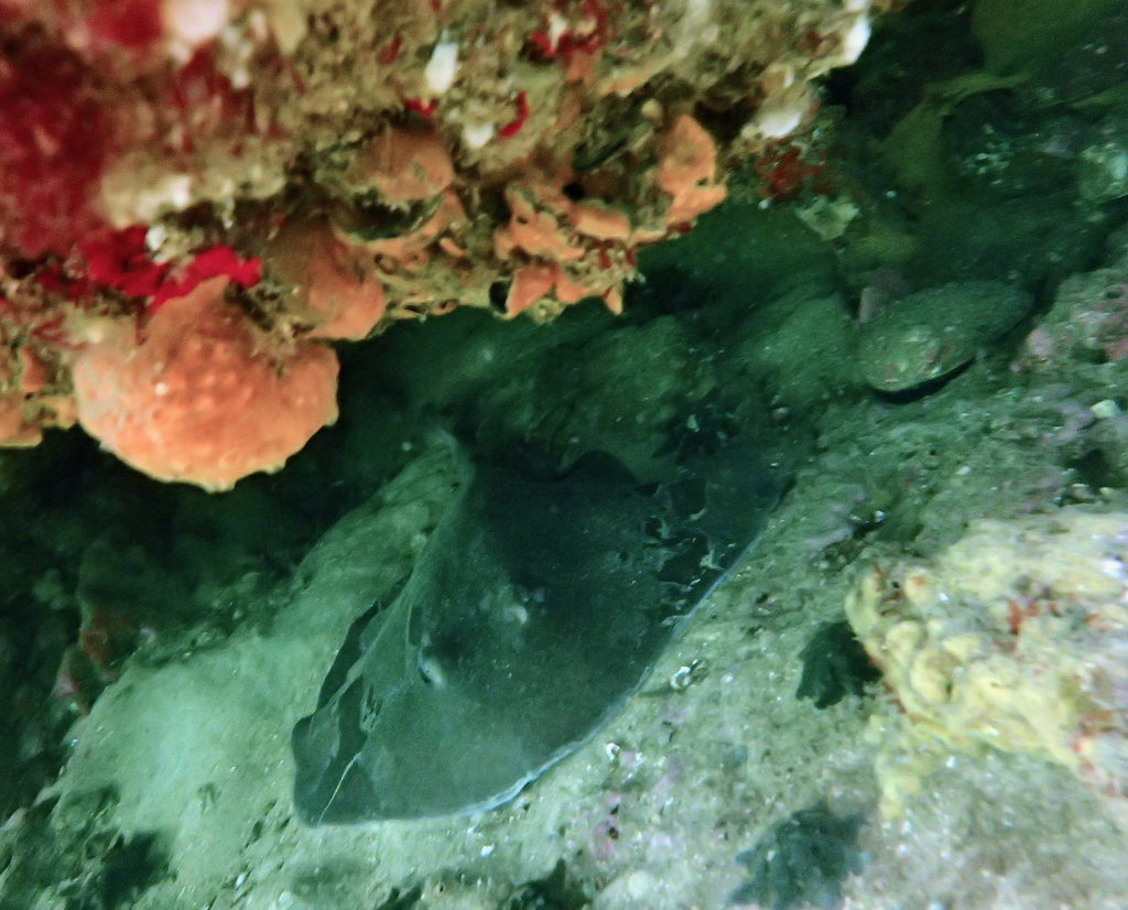 Eastern Shovelnose Stingaree from Brighton beach, Victoria, Australia ...