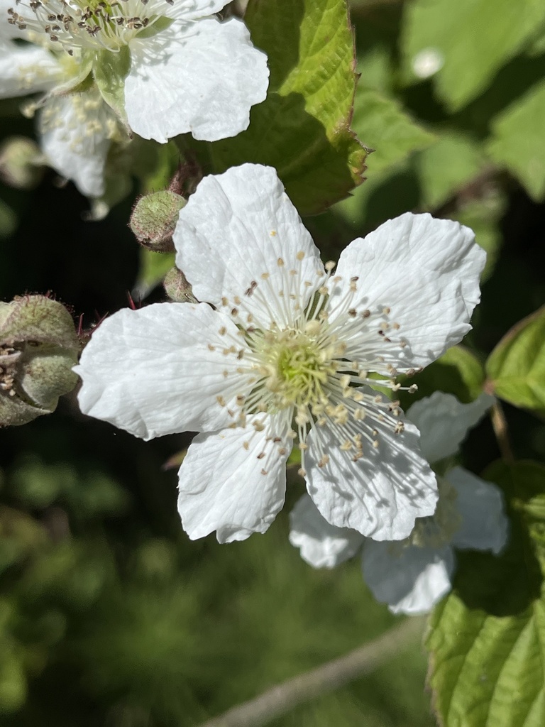pilated-leaved blackberry from Fleetwood Road, Sefton, England, GB on ...