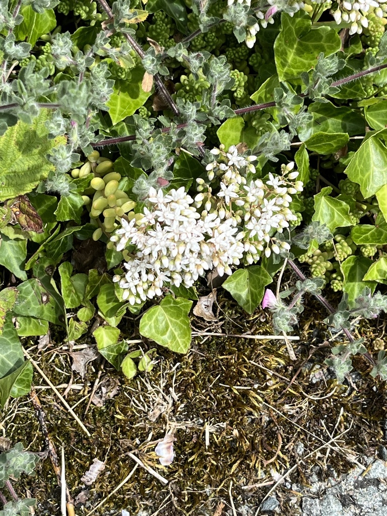 white stonecrop from Hesketh Road, Sefton, England, GB on June 20, 2024 ...