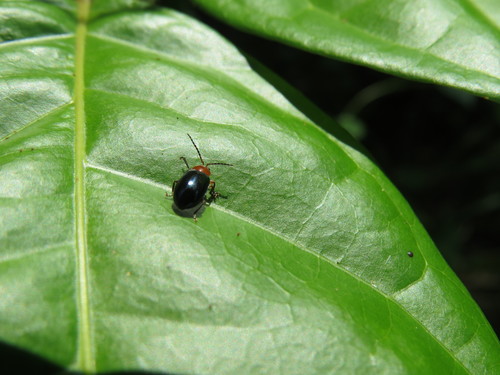 Genus Cassena · iNaturalist