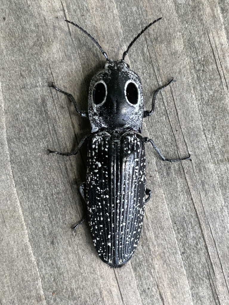 Eastern Eyed Click Beetle from Deer Run Rd, Wilton, CT, US on June 20 ...