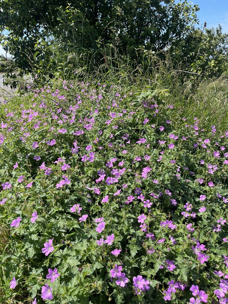 Druce's Crane's-bill from Marine Drive, Sefton, England, GB on June 20 ...
