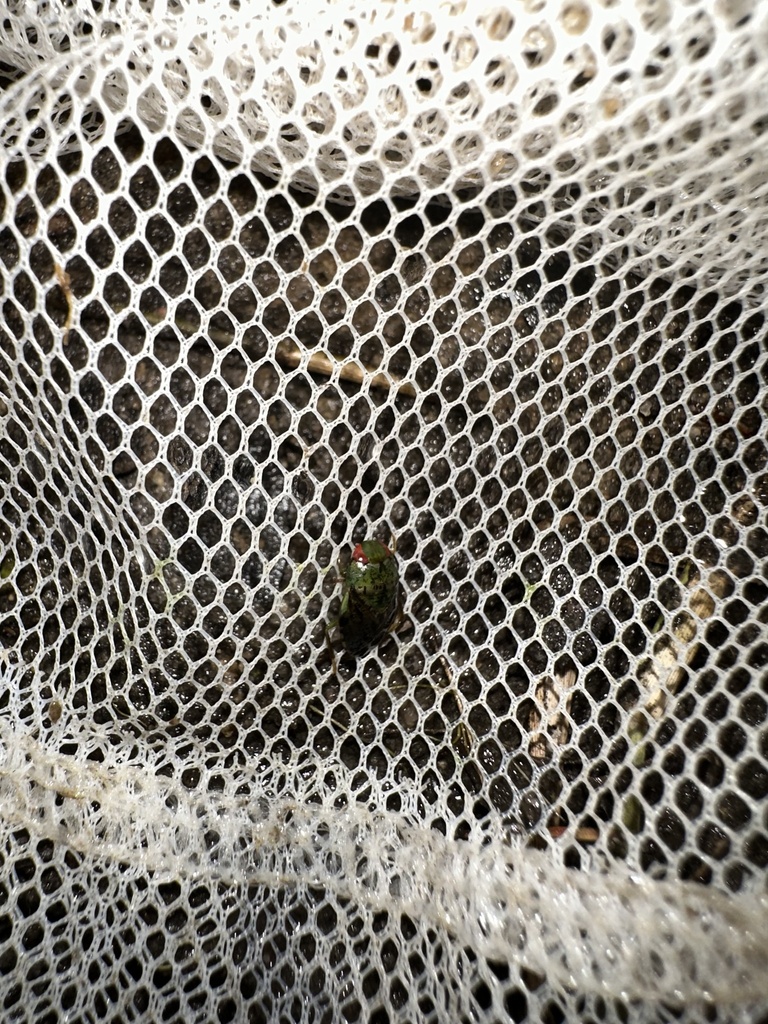 Alligator Fleas in June 2024 by Nick Spigler · iNaturalist