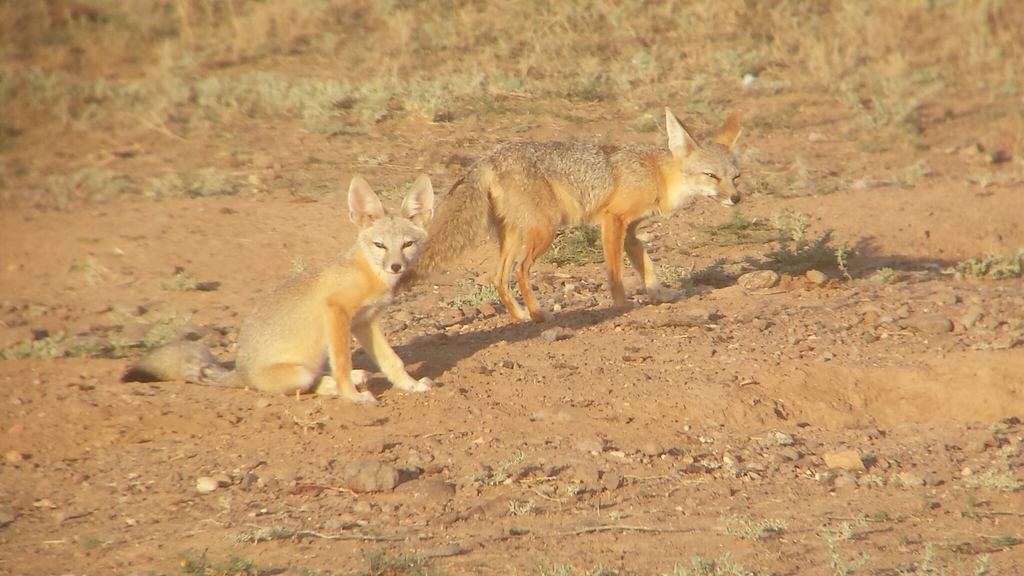 Desert Kit Fox in June 2016 by russellm08 · iNaturalist