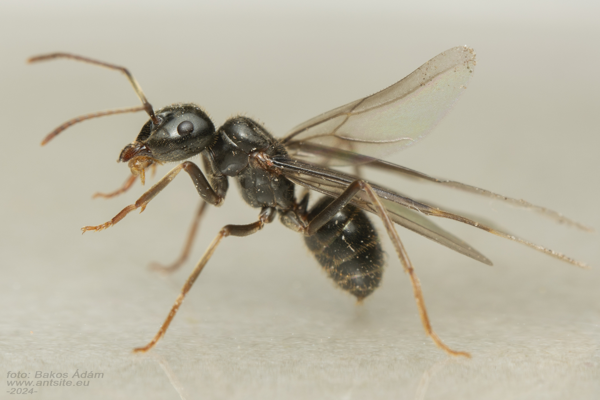 Lasius Fuliginosus Bakım Rehberi | Karınca Çiftliğim
