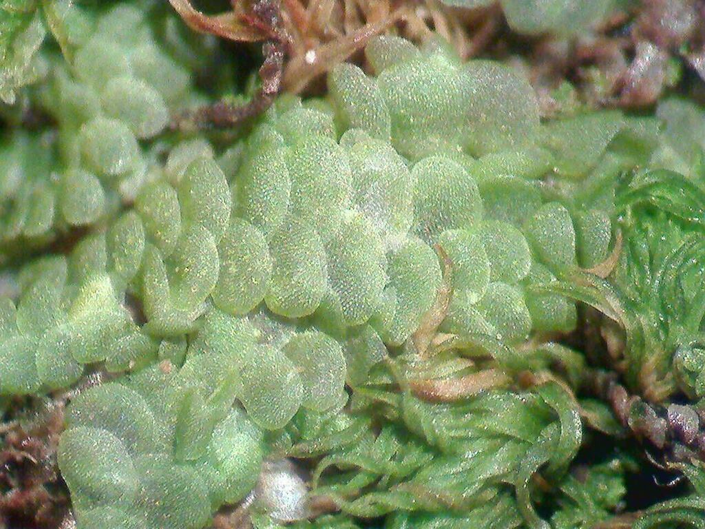 liverworts (Marchantiophyta) - Botanical Realm