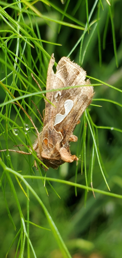 Bilobed Looper Moth from Whitestone, Queens, NY, USA on June 20, 2024 ...