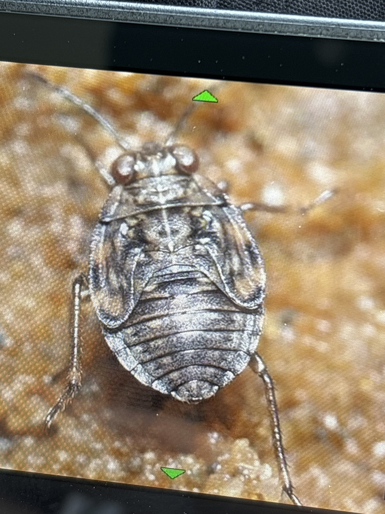Shore bugs from B4410, Porthmadog, Wales, GB on June 20, 2024 at 06:18 ...