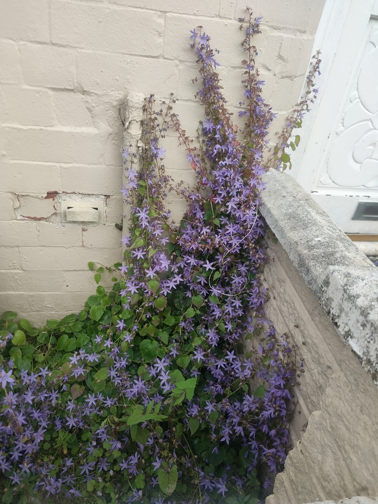 Trailing bellflower from Dingle, Liverpool, UK on June 20, 2024 at 07: ...