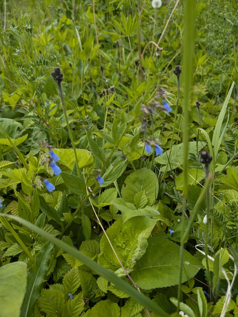 Tall Bluebell from Nipigon, ON, Canada on June 20, 2024 at 11:03 AM by ...