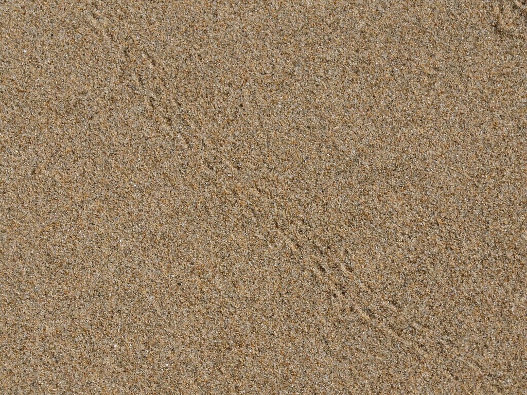 Large Sand Scarab from Ocean Beach 4294, New Zealand on March 16, 2010 ...