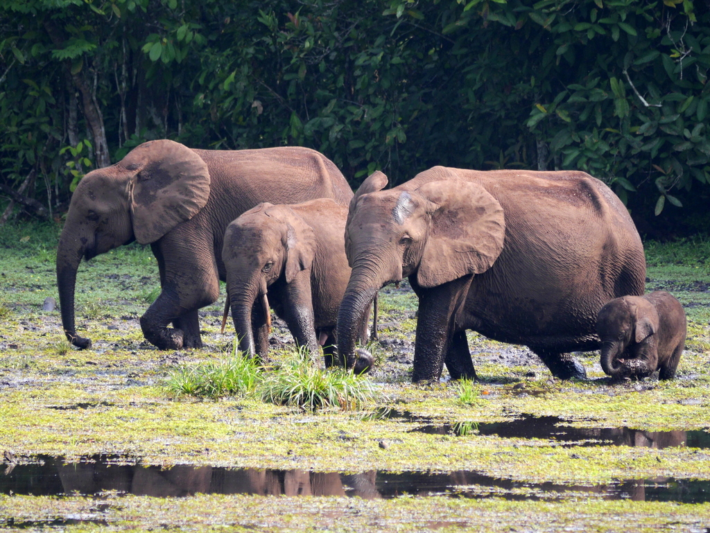 Elephants (Elephantidae) - Know Your Mammals
