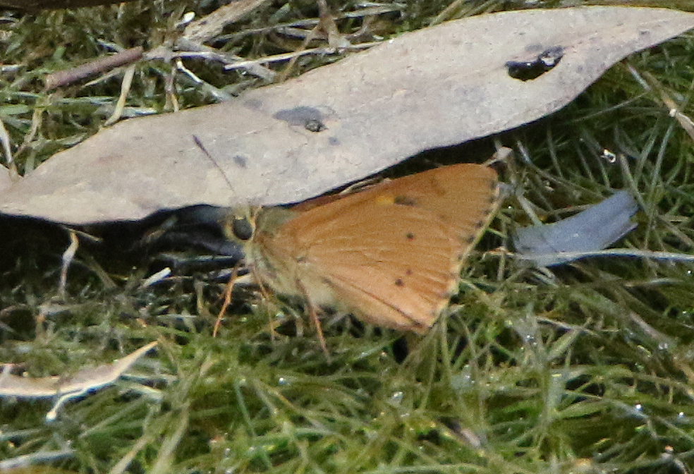 Flame Sedge-skipper from Jeeralang Junction VIC 3840, Australia on ...