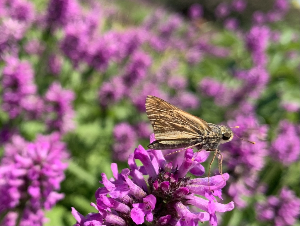 Fiery Skipper in June 2024 by Yuqiao Li · iNaturalist