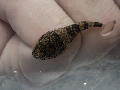 Gobiesox potamius · iNaturalist Mexico