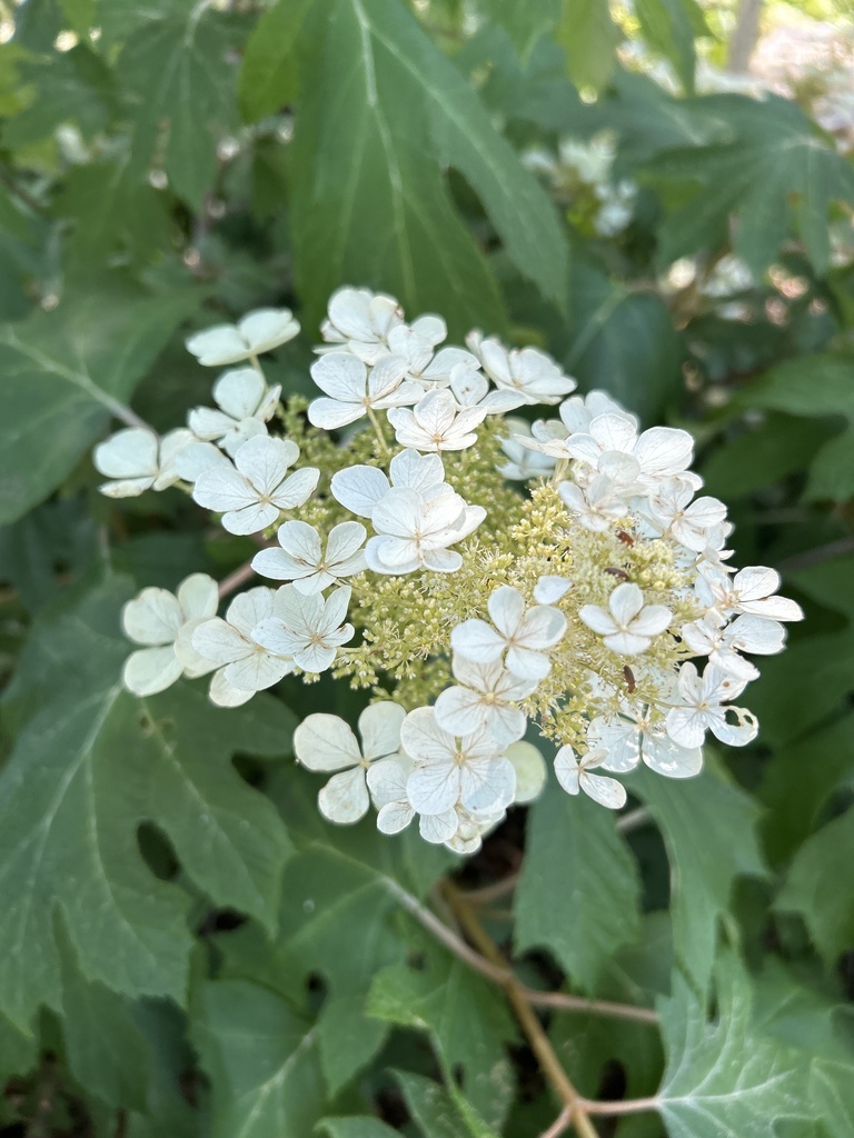 oakleaf hydrangea from Southgate Dr, Heathsville, VA, US on June 20 ...