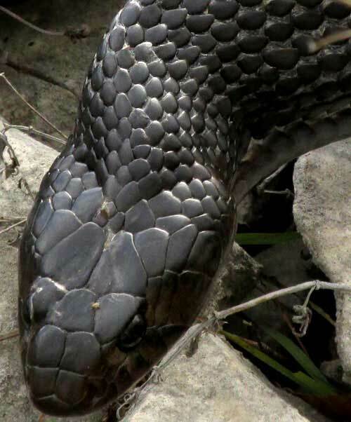 Texas Indigo Snake in April 2018 by Jim. Amistad National Recreation ...